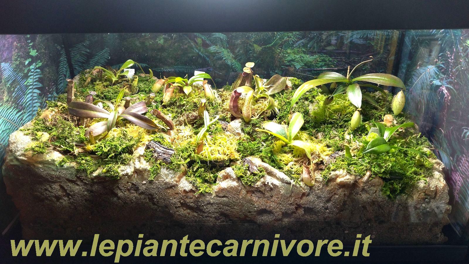 Costruire terrario_n_s