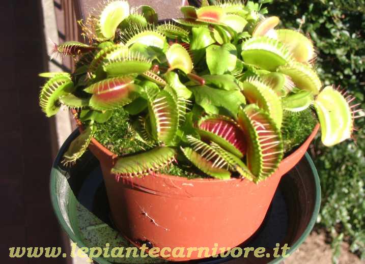 Scheda Dionaea
