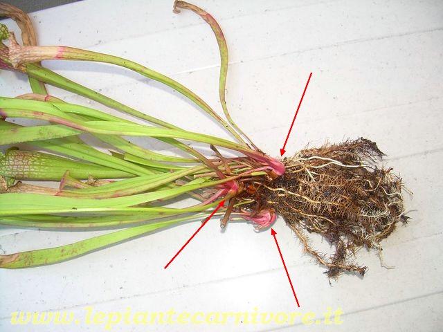 Divisione del rizoma