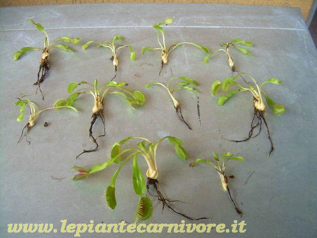 Divisione del rizoma