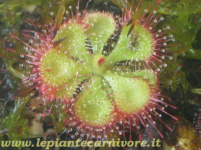 Drosera Burmannii