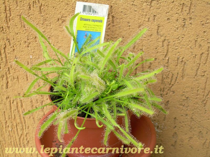 Drosera Capensis Alba