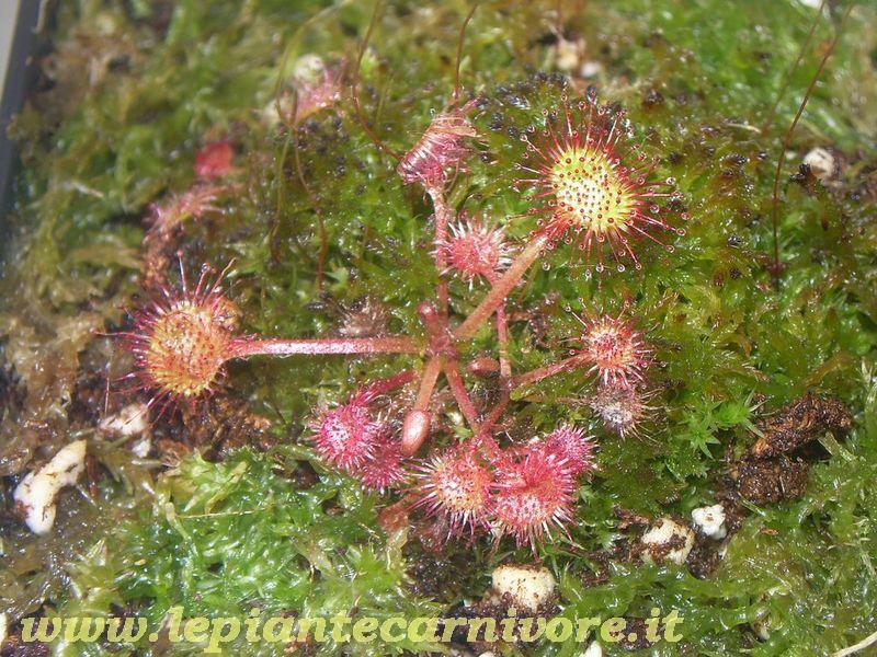 Drosera Rotundifolia
