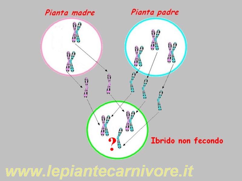 L'ibrido